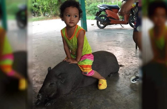 Bangkok Post - Jabs for grieving family after prized pet pig dies from ...