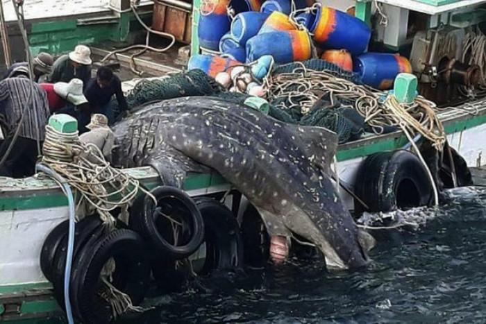 Bangkok Post - Bolder efforts are needed to reel in destructive fishing