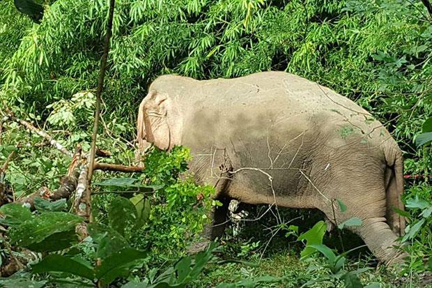 Bangkok Post - Jumbo elephant escapes captivity for second time