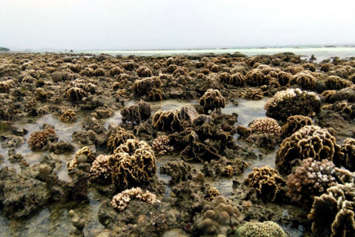 Bangkok Post - Unusually low tides damage southern coral