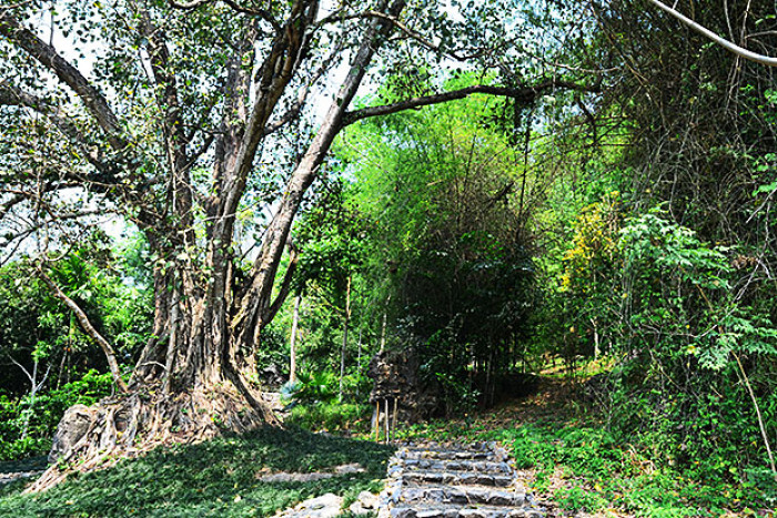 Bangkok Post - The flora of Laos