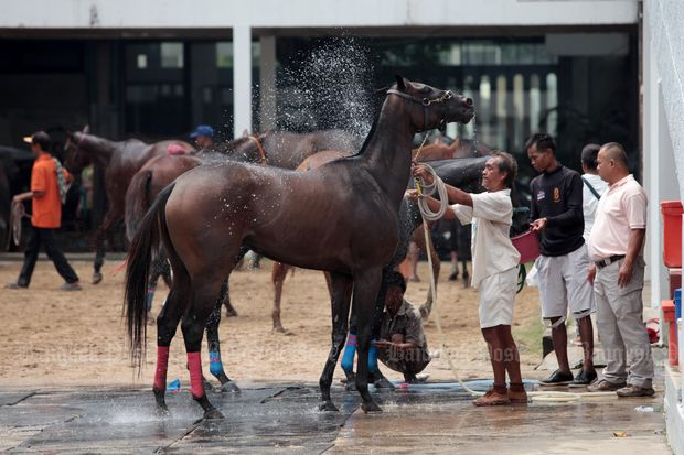 Bangkok Post - Royal Turf Club board to build new horse-racing track