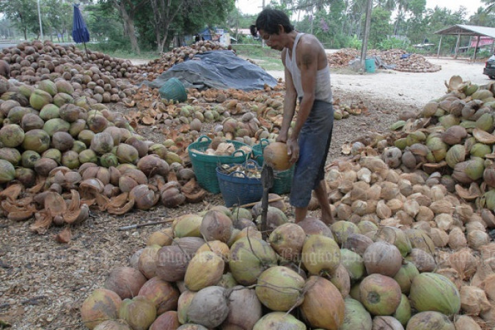 Bangkok Post - Govt denies coconut imports up