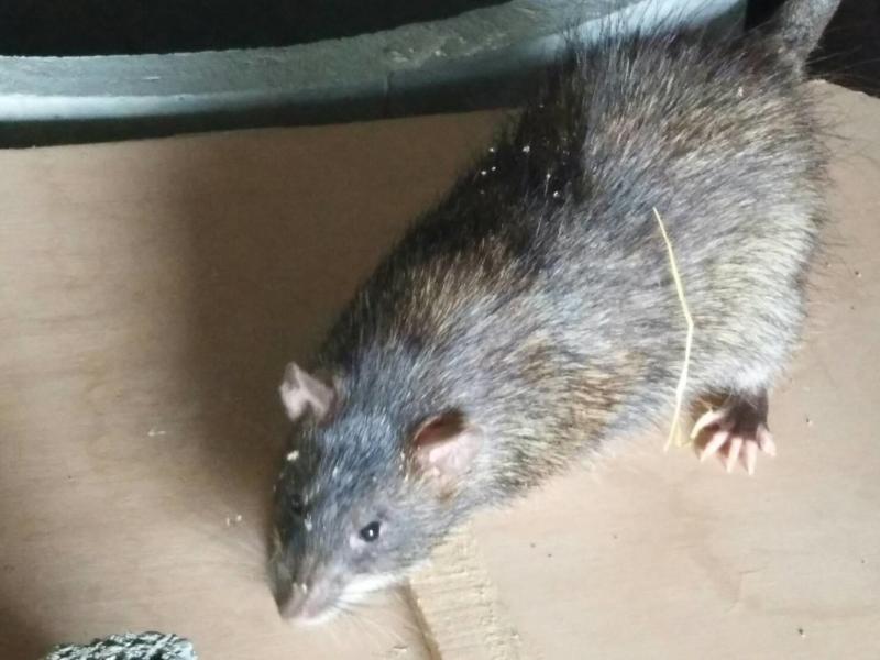 Bangkok Post - First case of rat hepatitis E infecting human found in HK