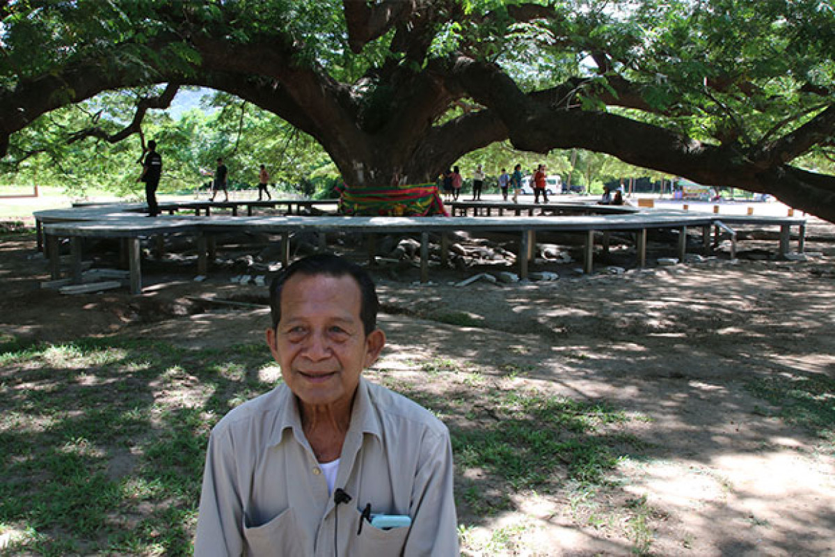 Bangkok Post - Mixed reviews for boardwalk around giant Jamjuree tree