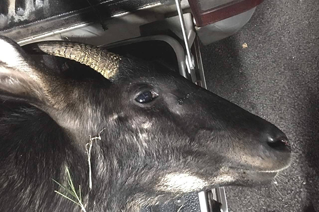 Bangkok Post - Rare mountain goat hit, killed by pickup in Uttaradit