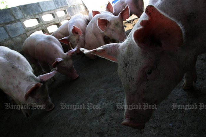 Bangkok Post - Deadly swine virus in China's Yunnan scares Asian neighbours