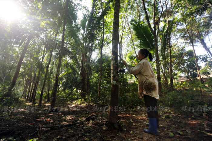 Bangkok Post - Rubber farms stretched as US-China trade war saps demand