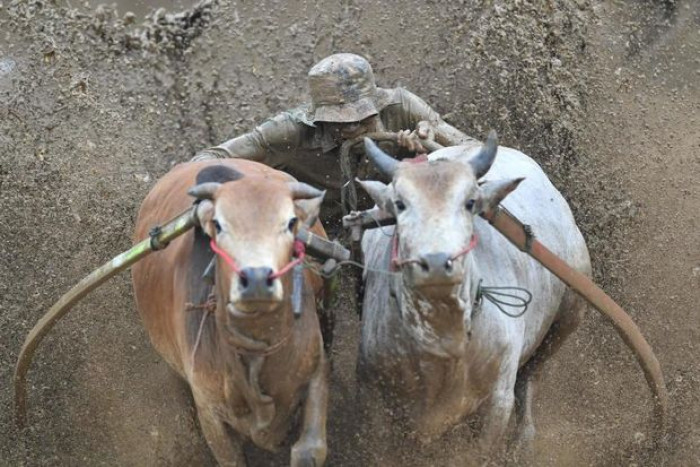 Bangkok Post - Wet-and-wild ride: Indonesia's mud bull races