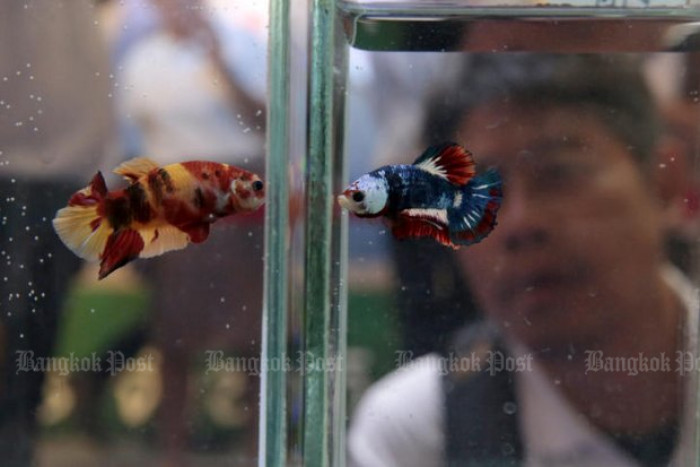 Bangkok Post - Fighting fish wins national recognition