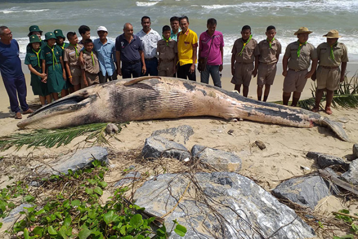 Bangkok Post - Big whale found dead on Songkhla shore