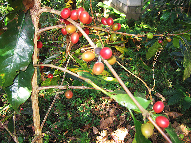 Bangkok Post - The evolution of coffee