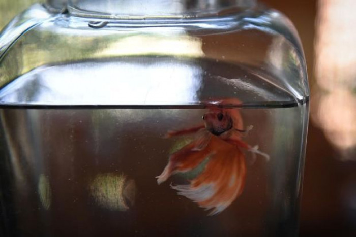 Bangkok Post - Siamese fighting fish confirmed as national aquatic animal