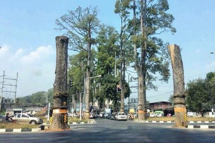 Bangkok Post - Preserve iconic 'yang na' trees