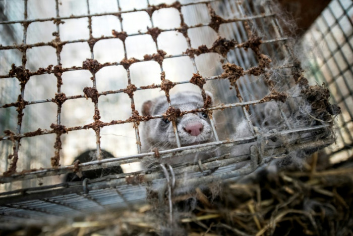 Bangkok Post - Days are numbered for Norway's fur farms