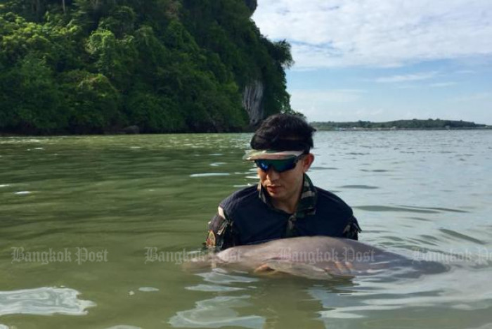 Baby dugong receives survival training Bangkok Post Learning - Learn ...