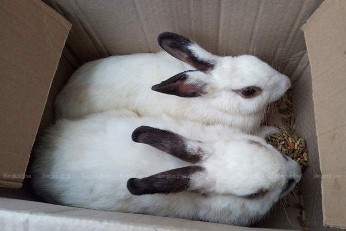 Dozens of rabbits dumped in forest Bangkok Post Learning - Learn ...