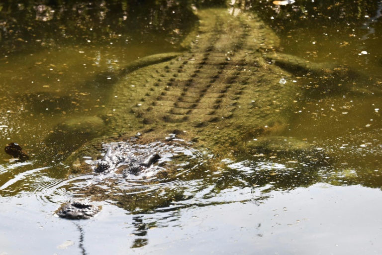 Bangkok Post - Crocs were once vegetarians