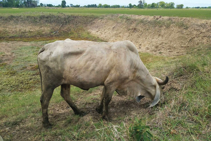 Bangkok Post - Korat cattle hard hit by lack of water