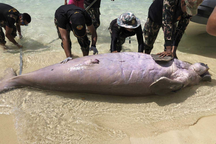 Dugong deaths cause alarm Bangkok Post Learning - Learn English from News
