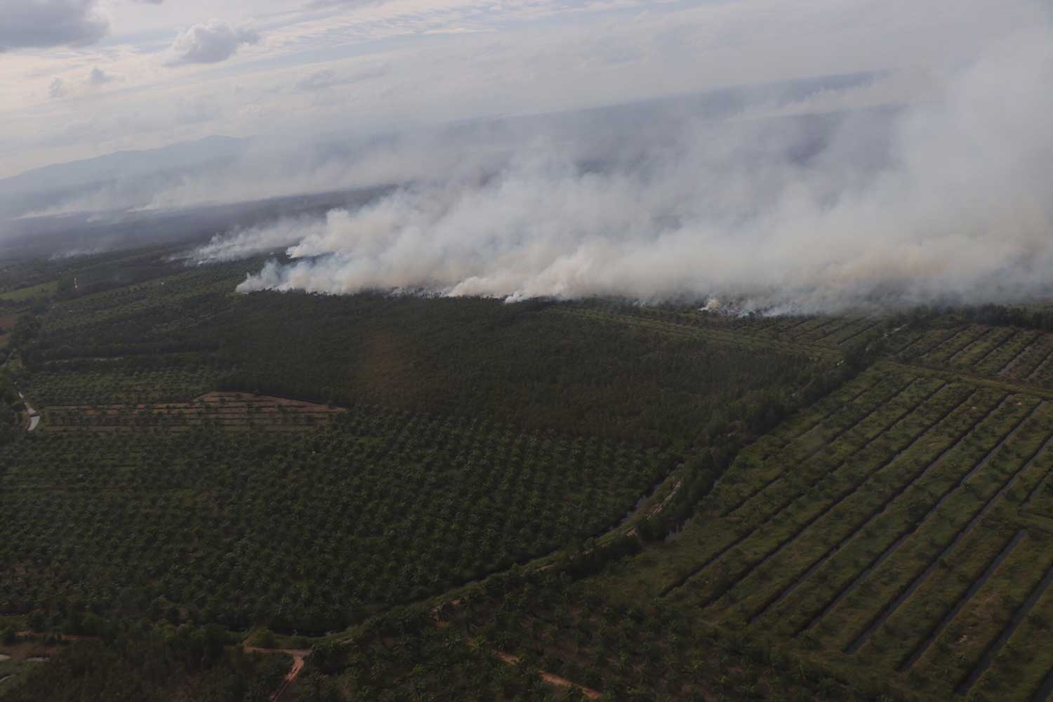 Bangkok Post - Army helicopters begin dousing peat swamp fire