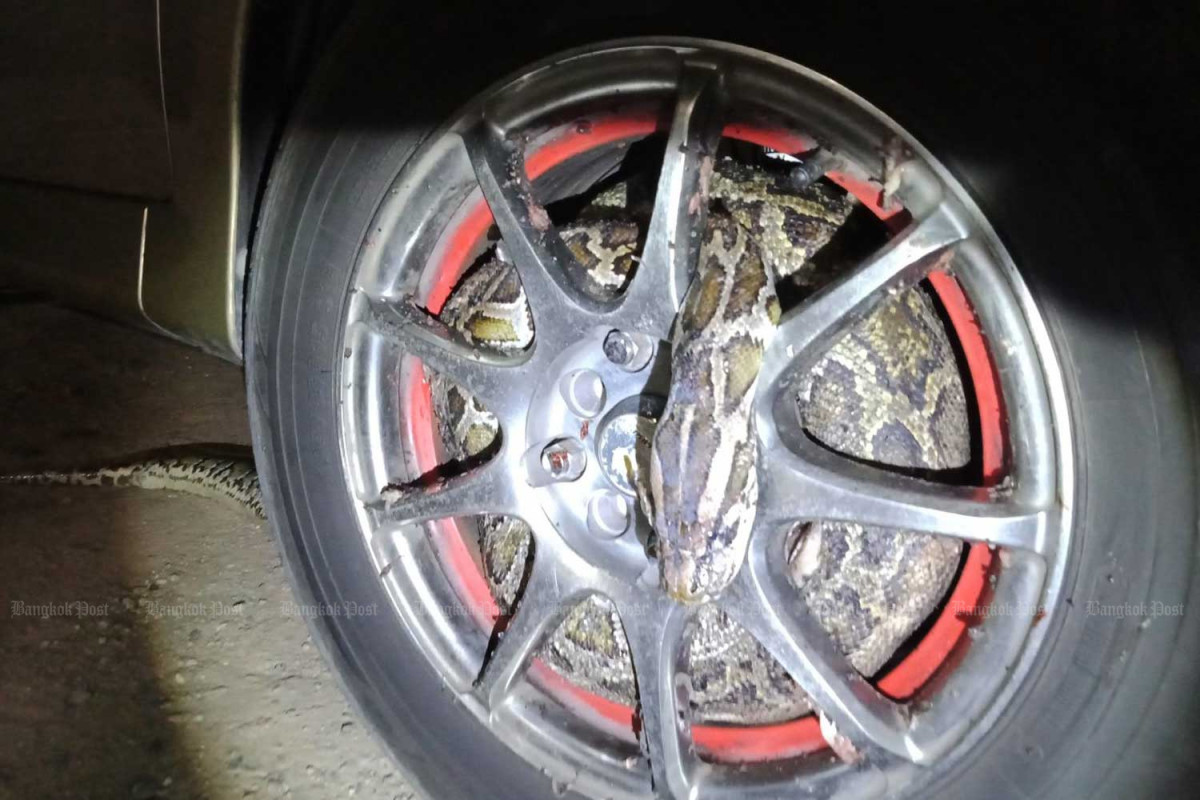 'Large stick' on road wraps itself around car's wheel Bangkok Post ...