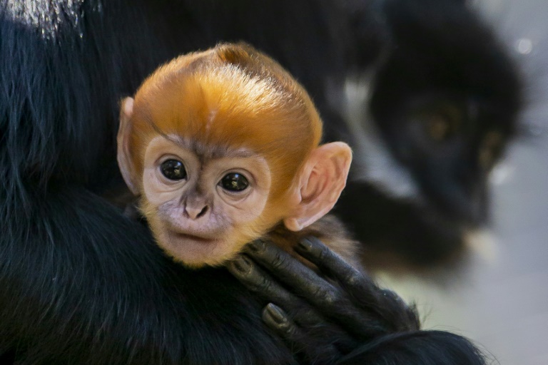 Bangkok Post - 'Incredibly rare' monkey born at Australian zoo