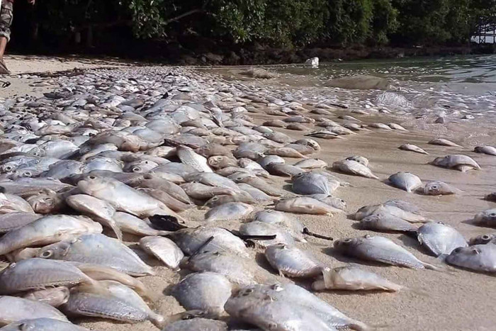 Bangkok Post - Stinking fish catch found on beach