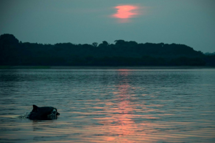 Bangkok Post - Amazon river dolphins threatened by mercury pollution