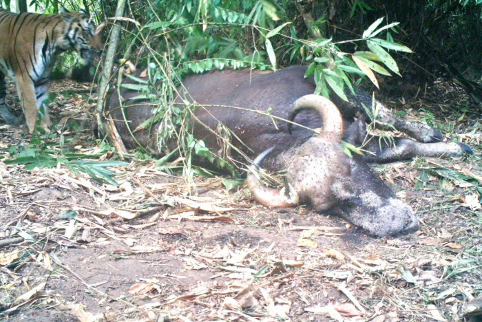 Bangkok Post - Tiger killed gaur found dead in Mae Wong National Park