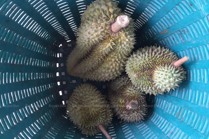 Bangkok Post - Bountiful harvest tipped for eastern 'fruit bowl'