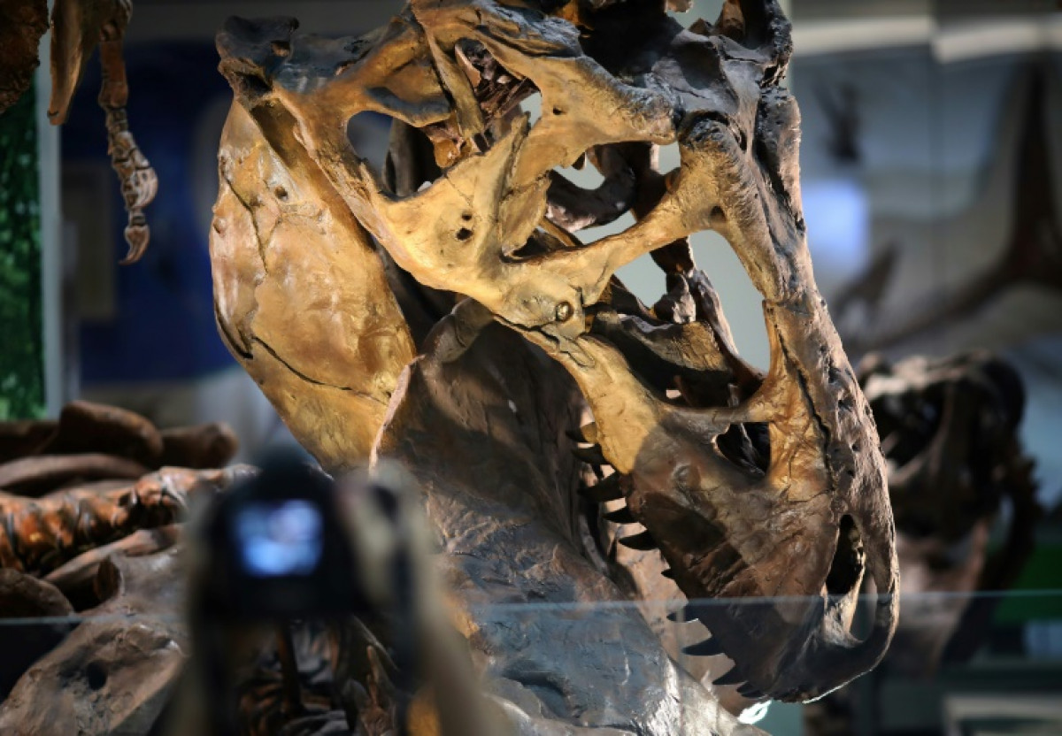Bangkok Post - Dwarf T-rex dinosaurs probably did not exist: study