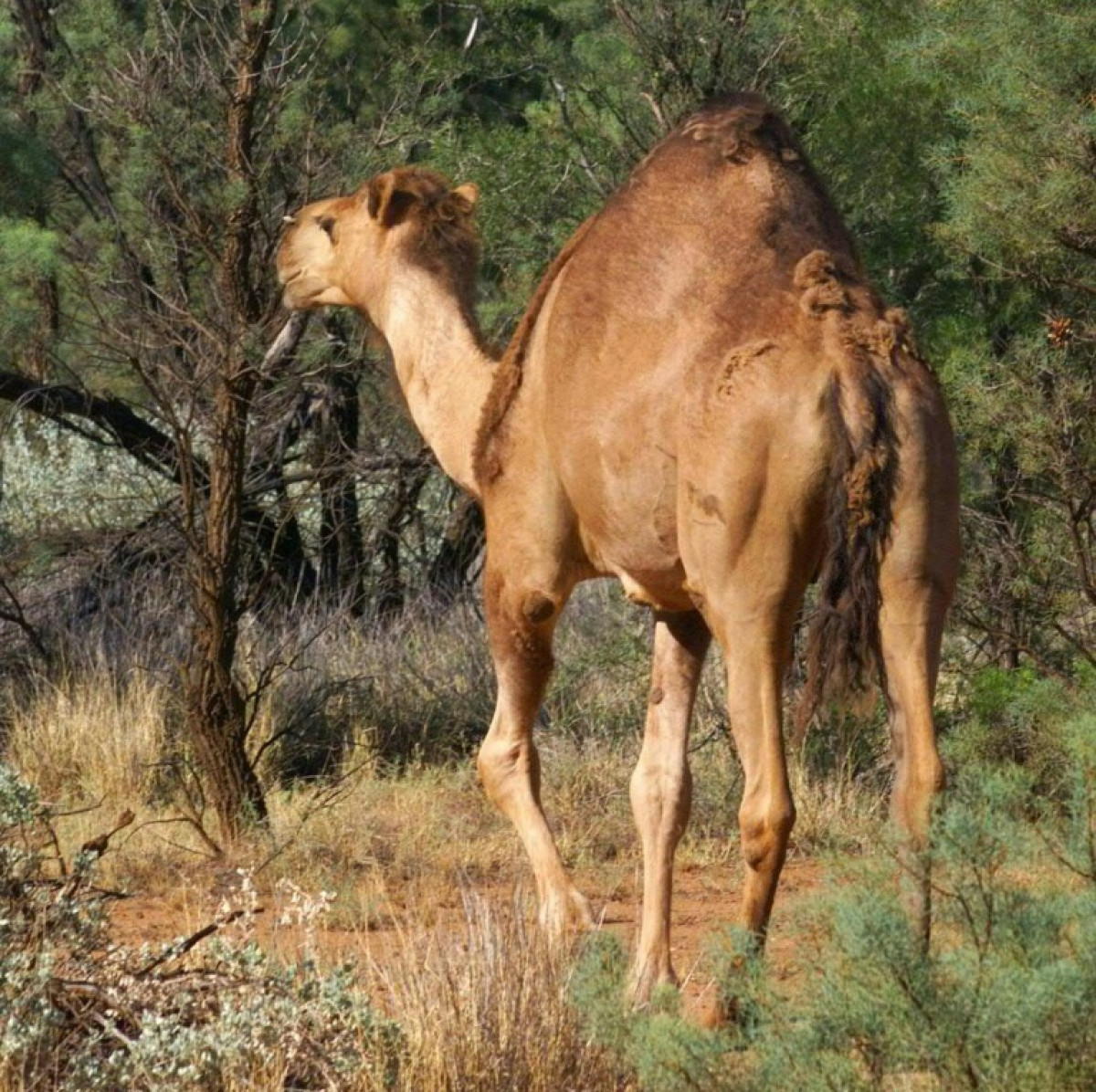 Bangkok Post - Snipers to cull 10,000 camels in drought-stricken Australia