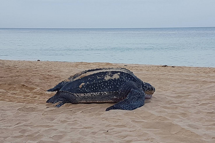 Bangkok Post - First sea turtle this year lays eggs on Phuket beach