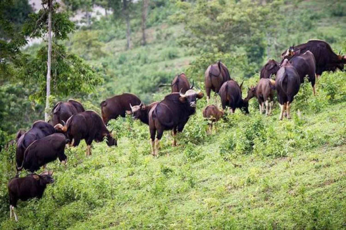Bangkok Post - New rules set for gaur-spotting