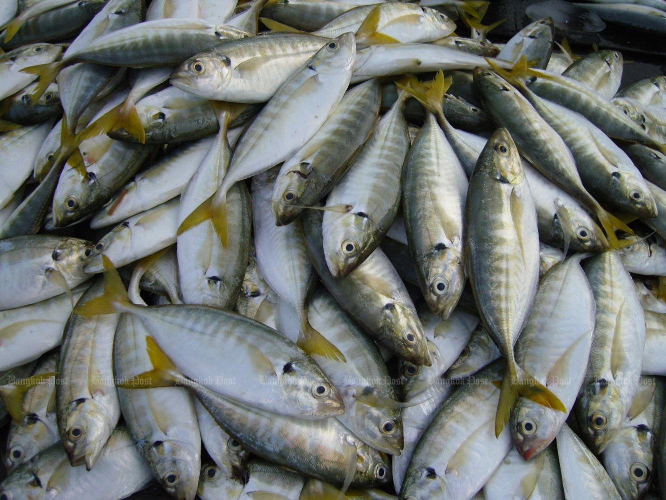 Bangkok Post - Fish tales