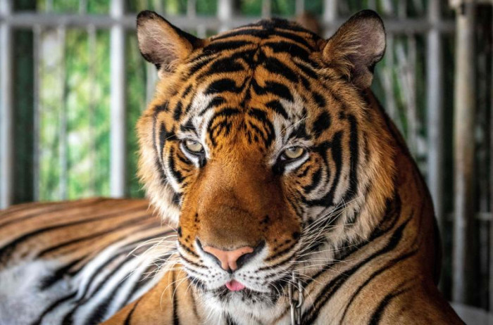 Bangkok Post - Tiger industry continues to profit