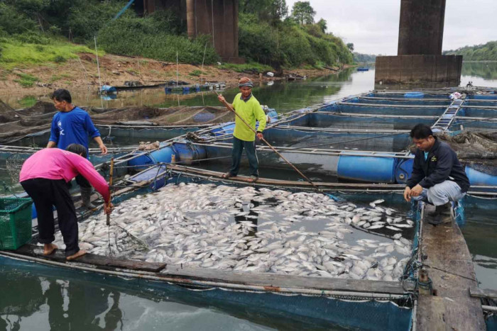 Bangkok Post - Storms cause farmed fish die-off
