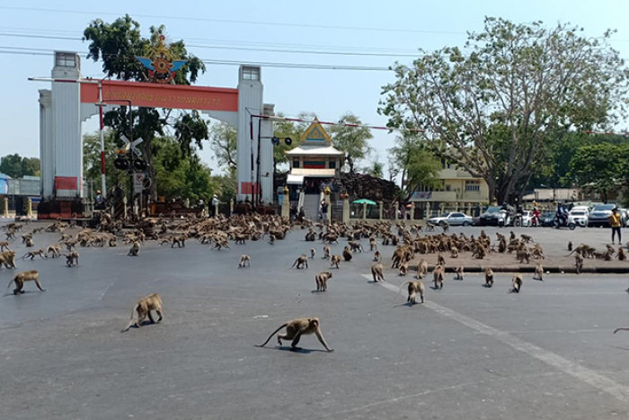 Bangkok Post - Monkey brawl in Lop Buri shocks humans