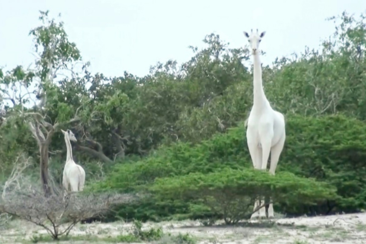Bangkok Post - Rare white giraffes killed by poachers in Kenya ...