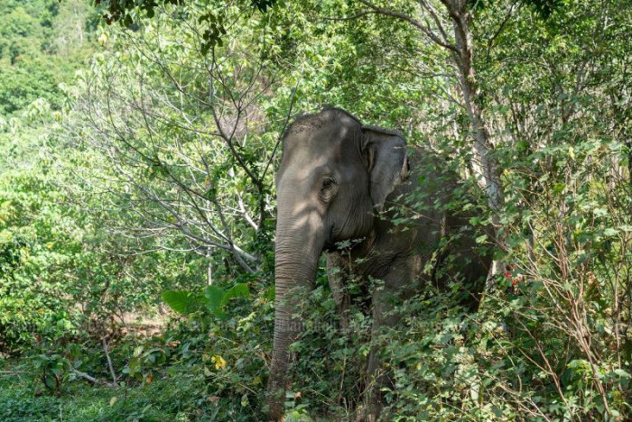 Bangkok Post A Model For Ethical Elephant Tourism