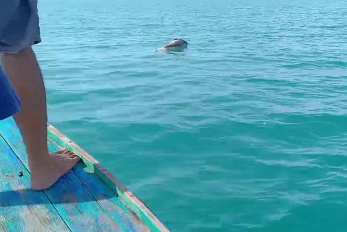 Bangkok Post - Dolphin carcass found off southern shoreline