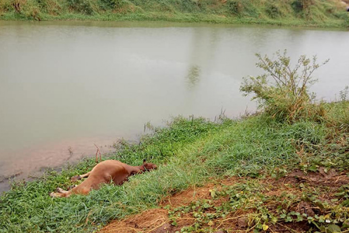 Bangkok Post - Cow killed, man injured by thunderbolt