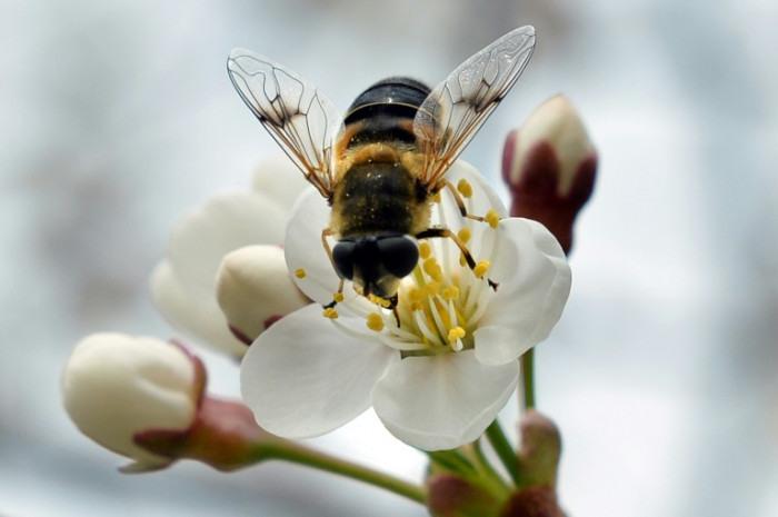 Bangkok Post - Unsung heroes? How hoverflies play key pollination role