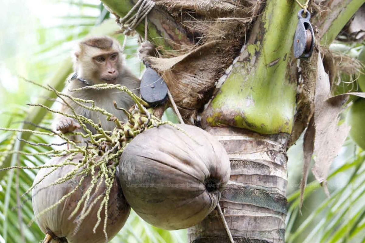 Bangkok Post - Jurin denies 'industrial' monkey use