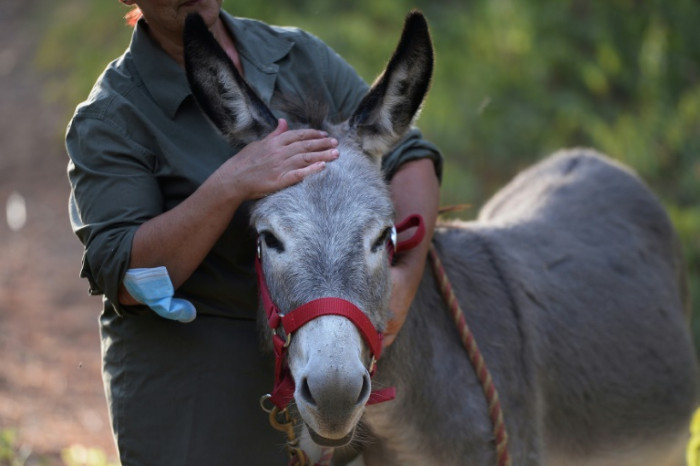 Bangkok Post - What's up doc? Donkey therapy eases Spain medics' stress