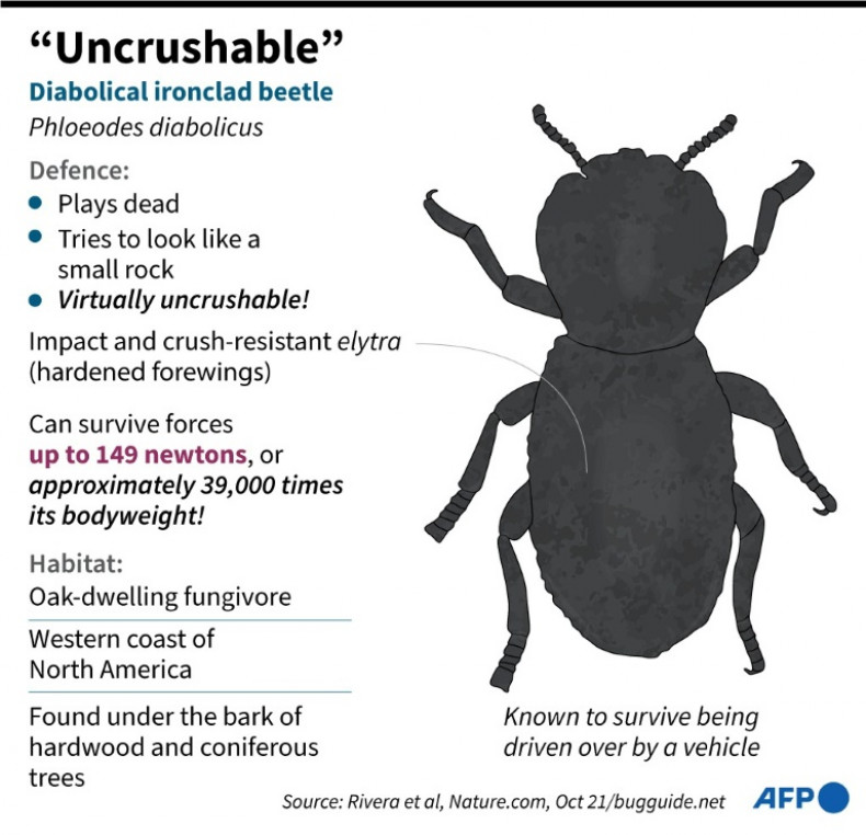 Bangkok Post - Scientists find secret of 'uncrushable' beetle's strength