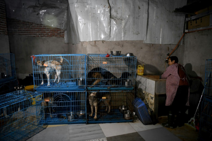 Bangkok Post - China animal rescuer shares home with 1,300 dogs