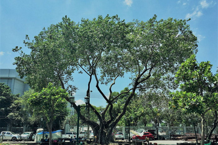 Bangkok Post - Celebrating 10 years of the Big Trees project