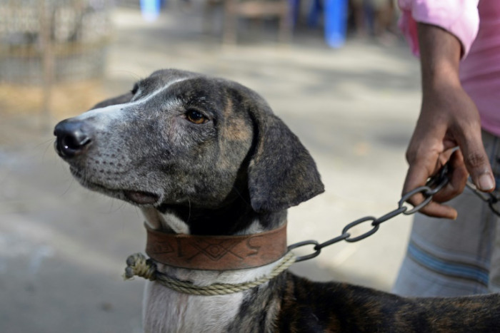 Bangkok Post - Race to save Bangladesh hound from extinction